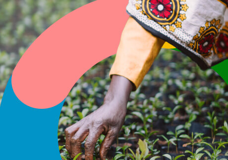 Ecosia - the search engine that plants trees - Ecosia